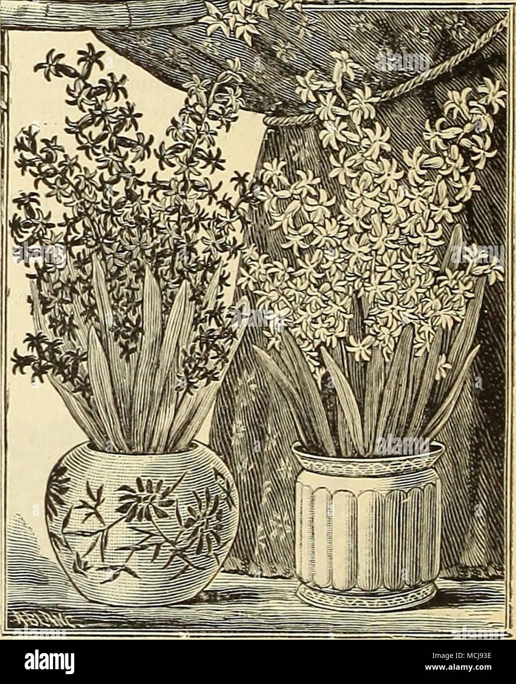 Romax hi-res stock photography and images - Alamy