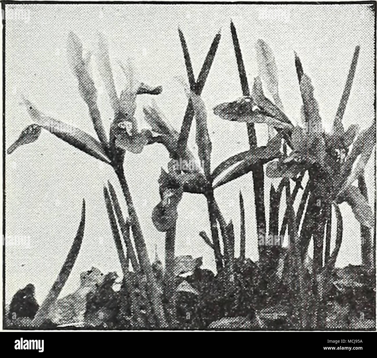 . Iris reticulataâNetted Bulbous Iris 40525 Iris reticulata A o Netted ...