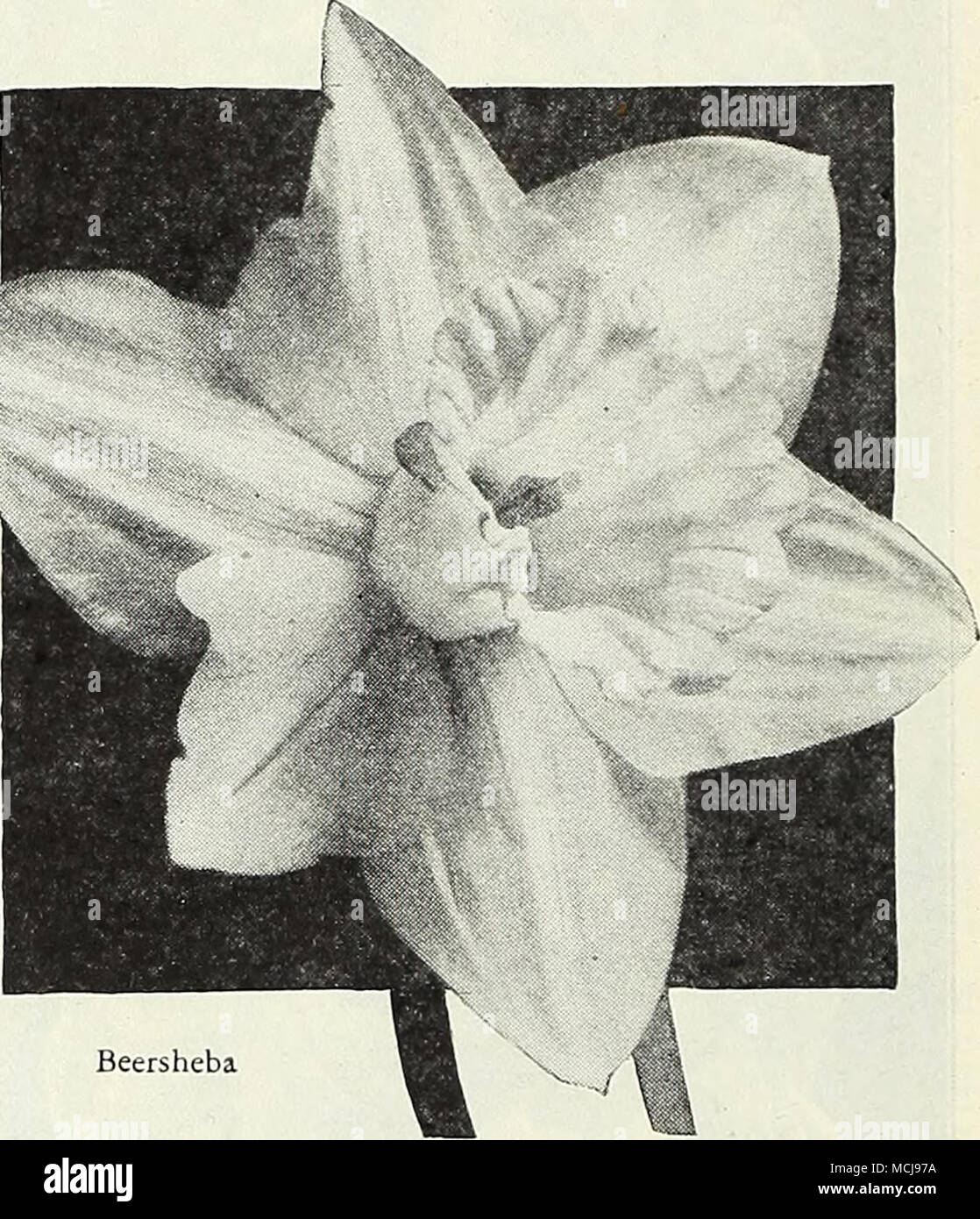 . Beersheba 40-747 Beersheba. A truly marvelous Giant Trumpet Daf ...