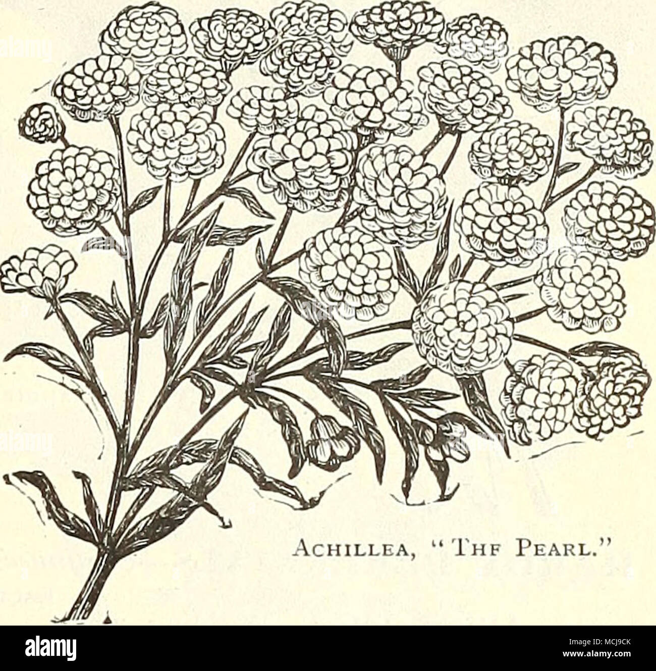 Butterfly Weed Drawing