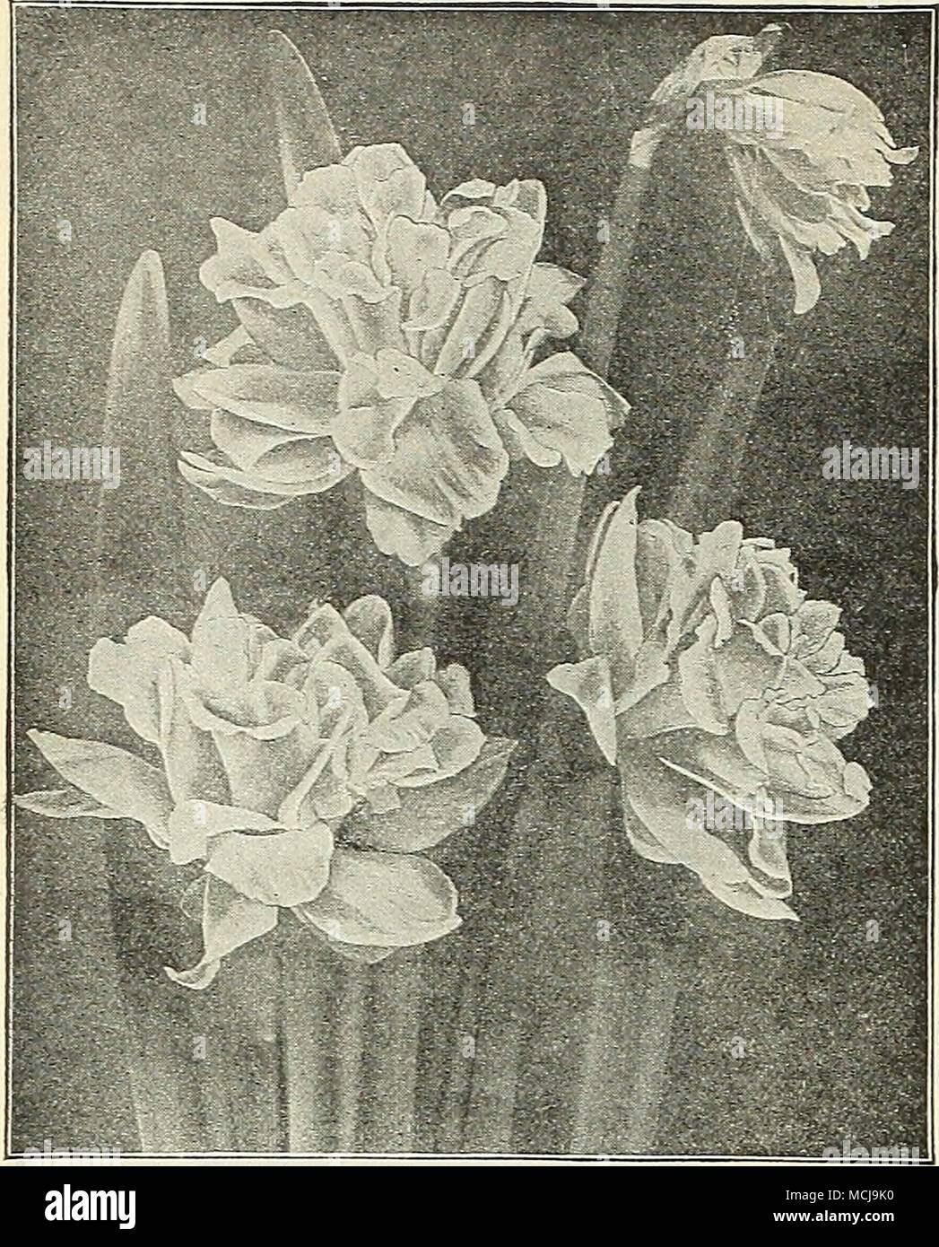 . Double Narcissus Van Sion. Double Daffodils. No collection of ...