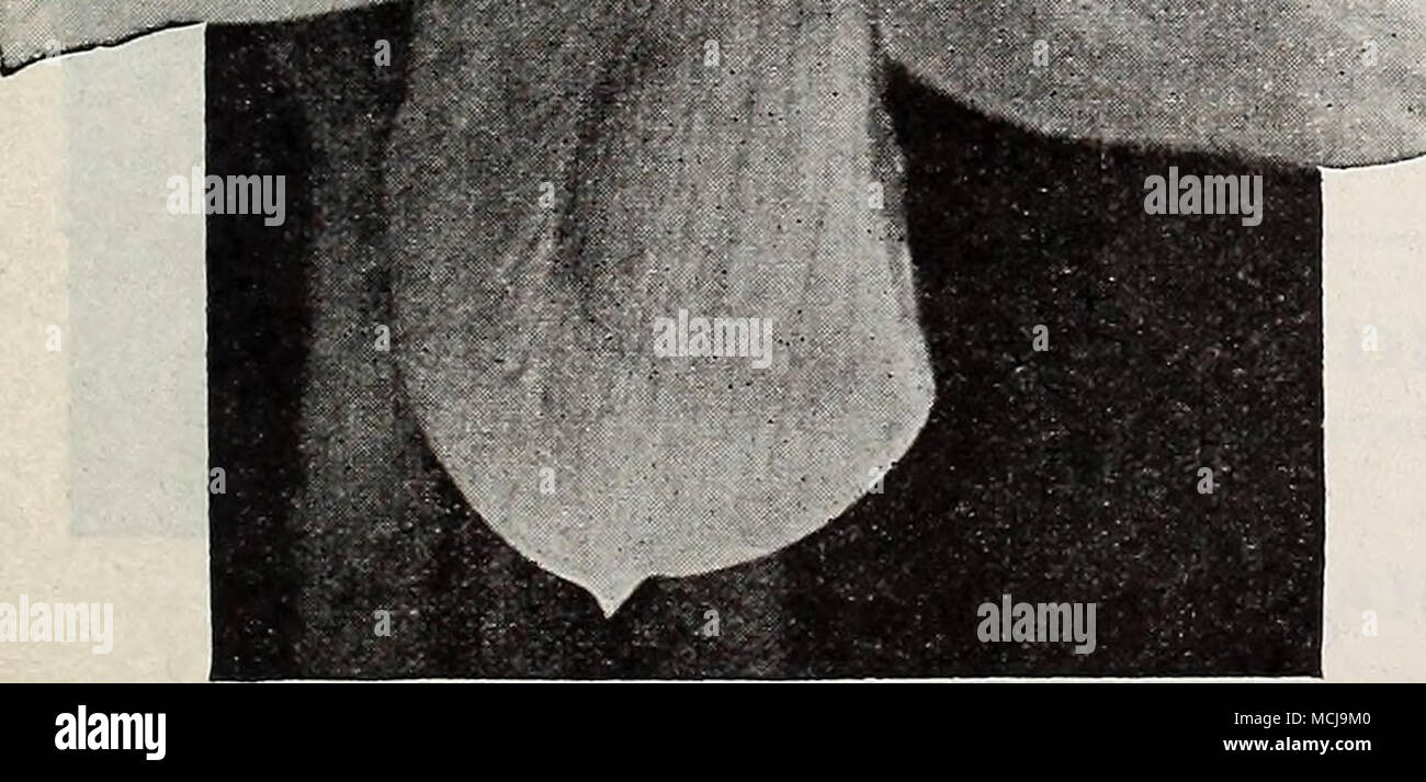 . Giant Trumpet Narcissus Robert Sydenham GiAKT Trumpet Narcissus ...