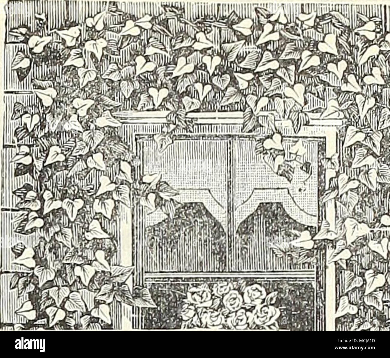 . per doz.; $18.00 per 100. Ampeeopsis J (Vitis heteropliylla variegata ...