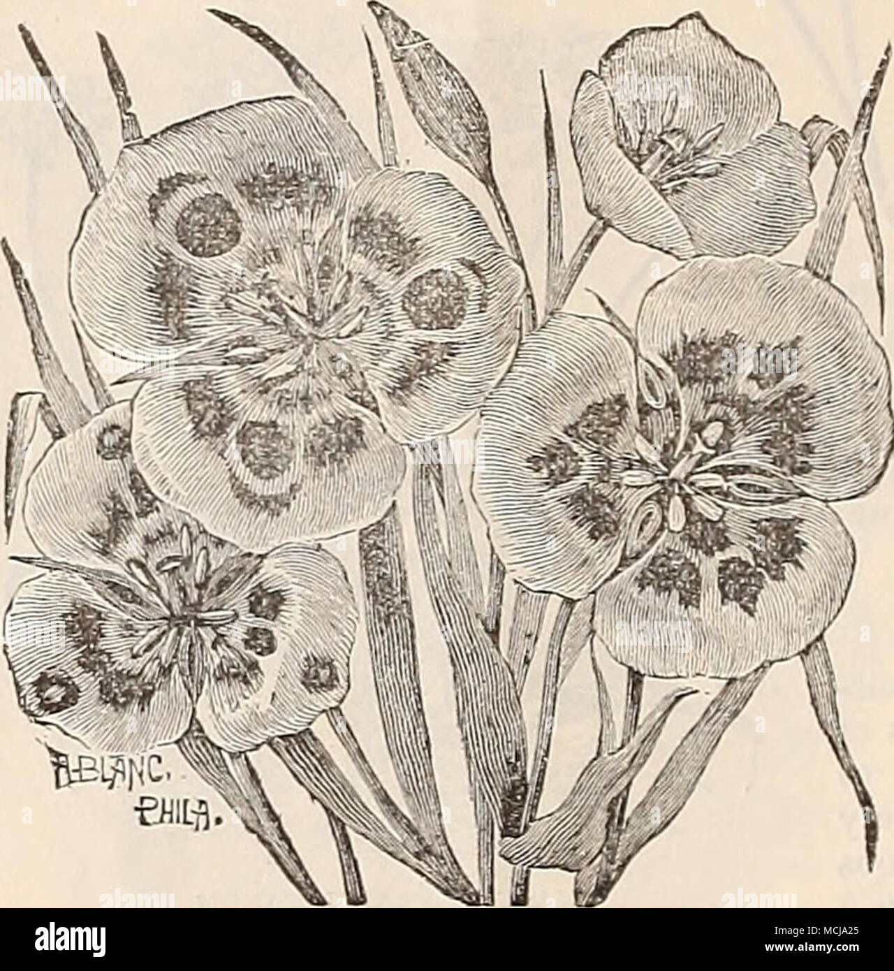 Integrity of flowers hi-res stock photography and images - Alamy