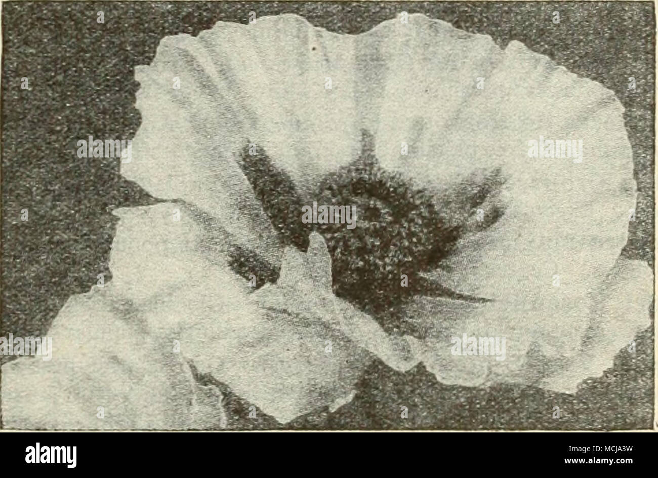 . Oriental Poppy, Perry's White Papaver orientale—Orfcnra/ Poppy ...
