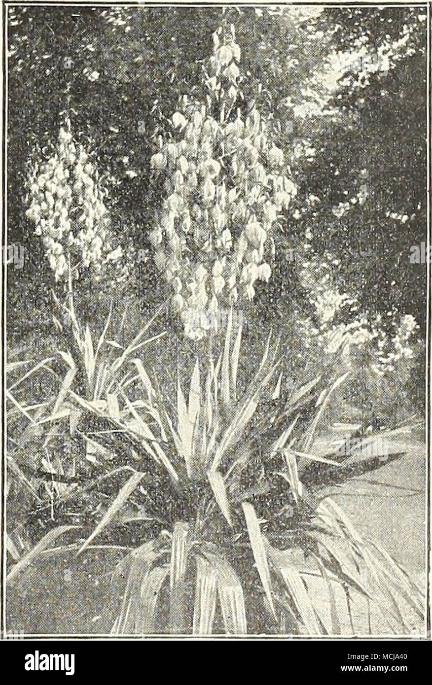 . A complete index of the Common or Popular names of flowers is given ...