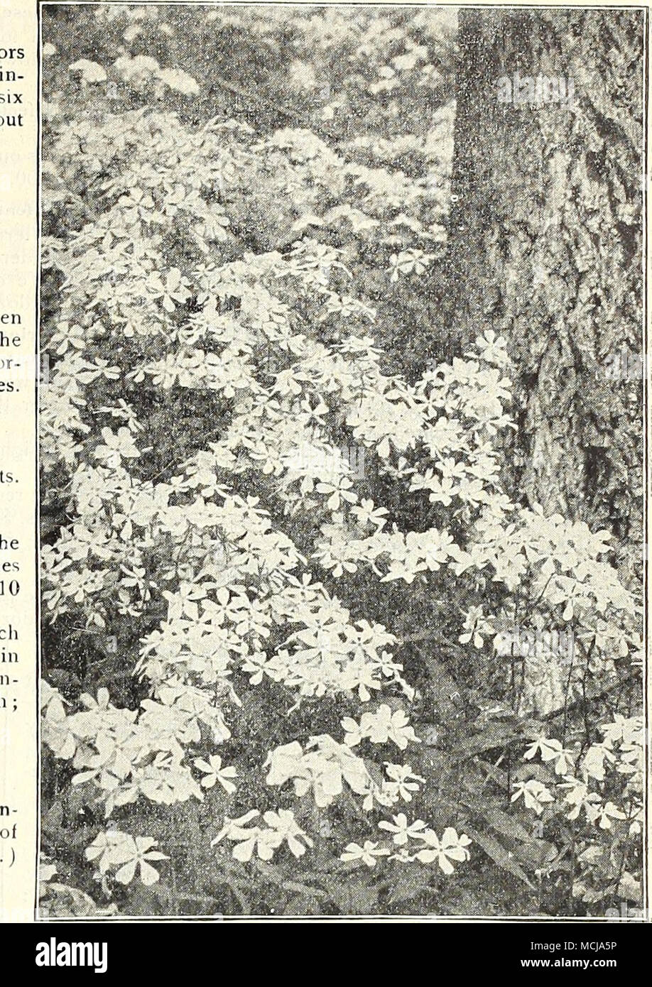 Phlox canadensis hi-res stock photography and images - Alamy