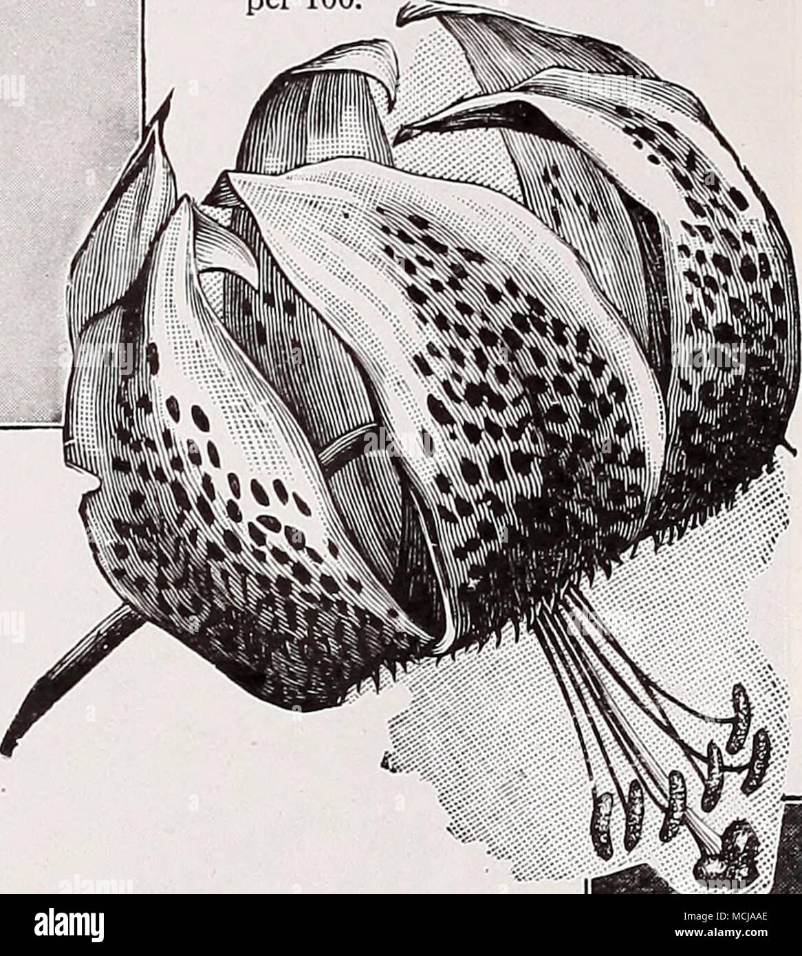 Lilium speciosum rubrum hi-res stock photography and images - Alamy