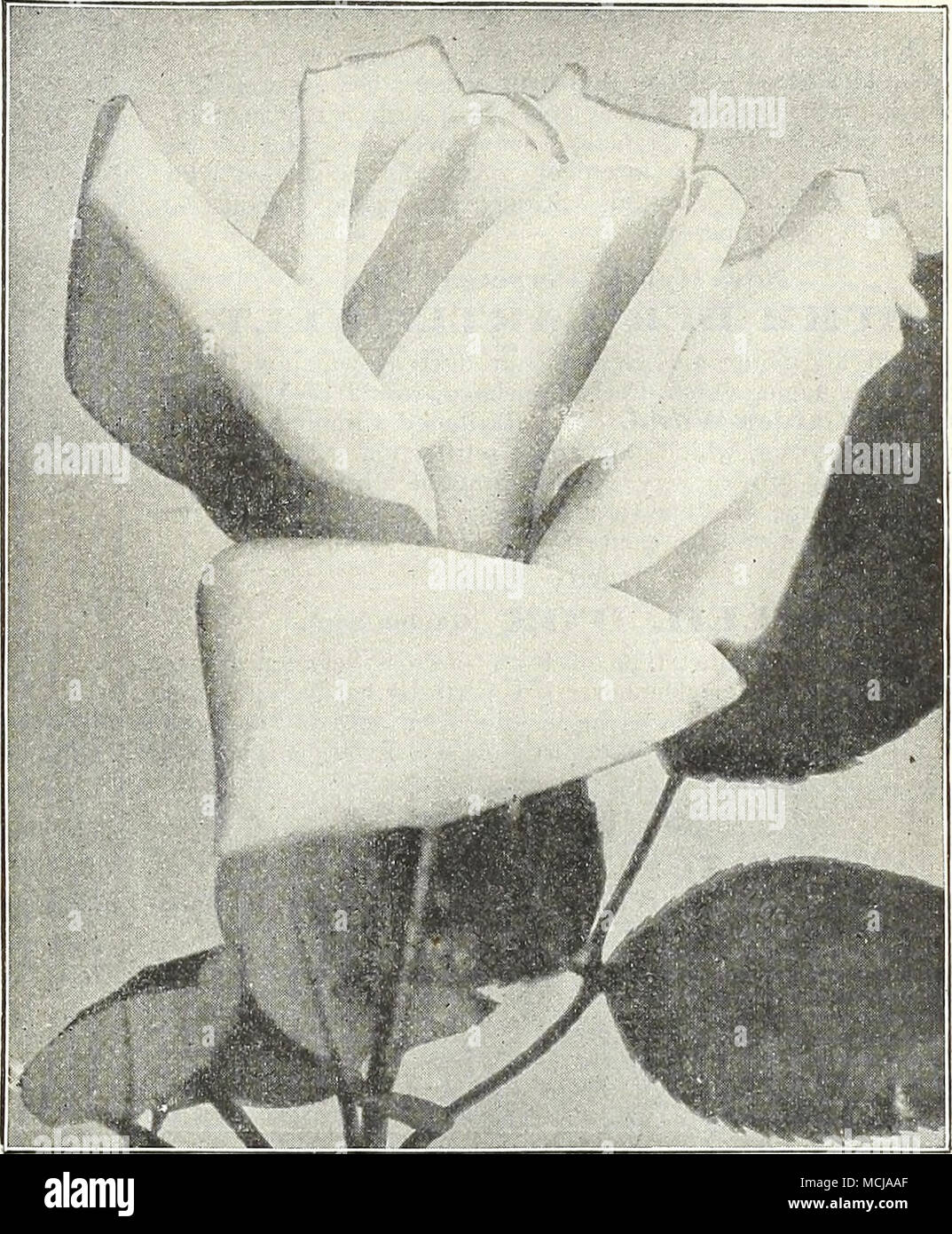 . Everblooming Rose Betty. NEW ROSES are continued on pages 164 and 165 ...