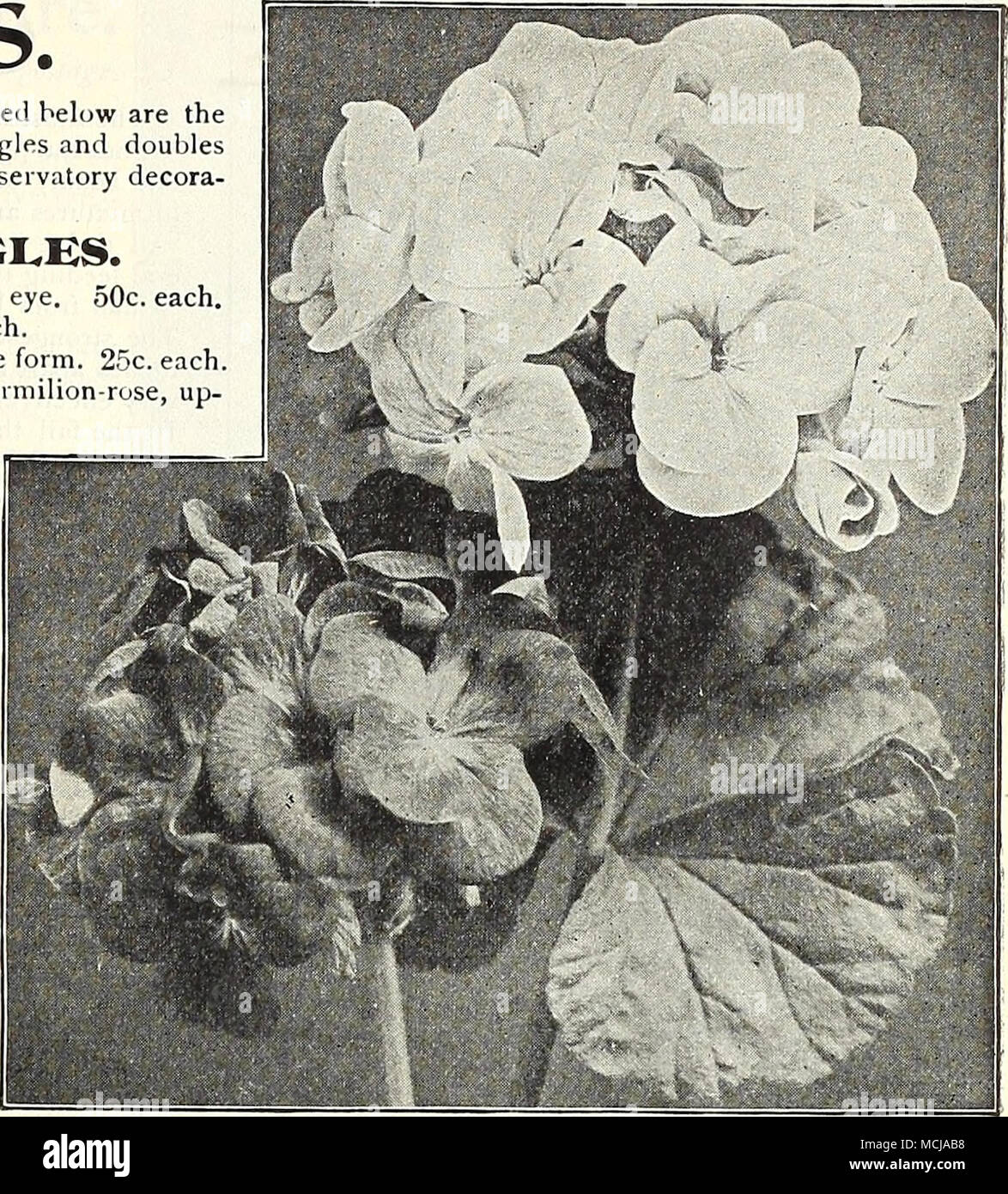 Fleur perkins hi-res stock photography and images - Alamy