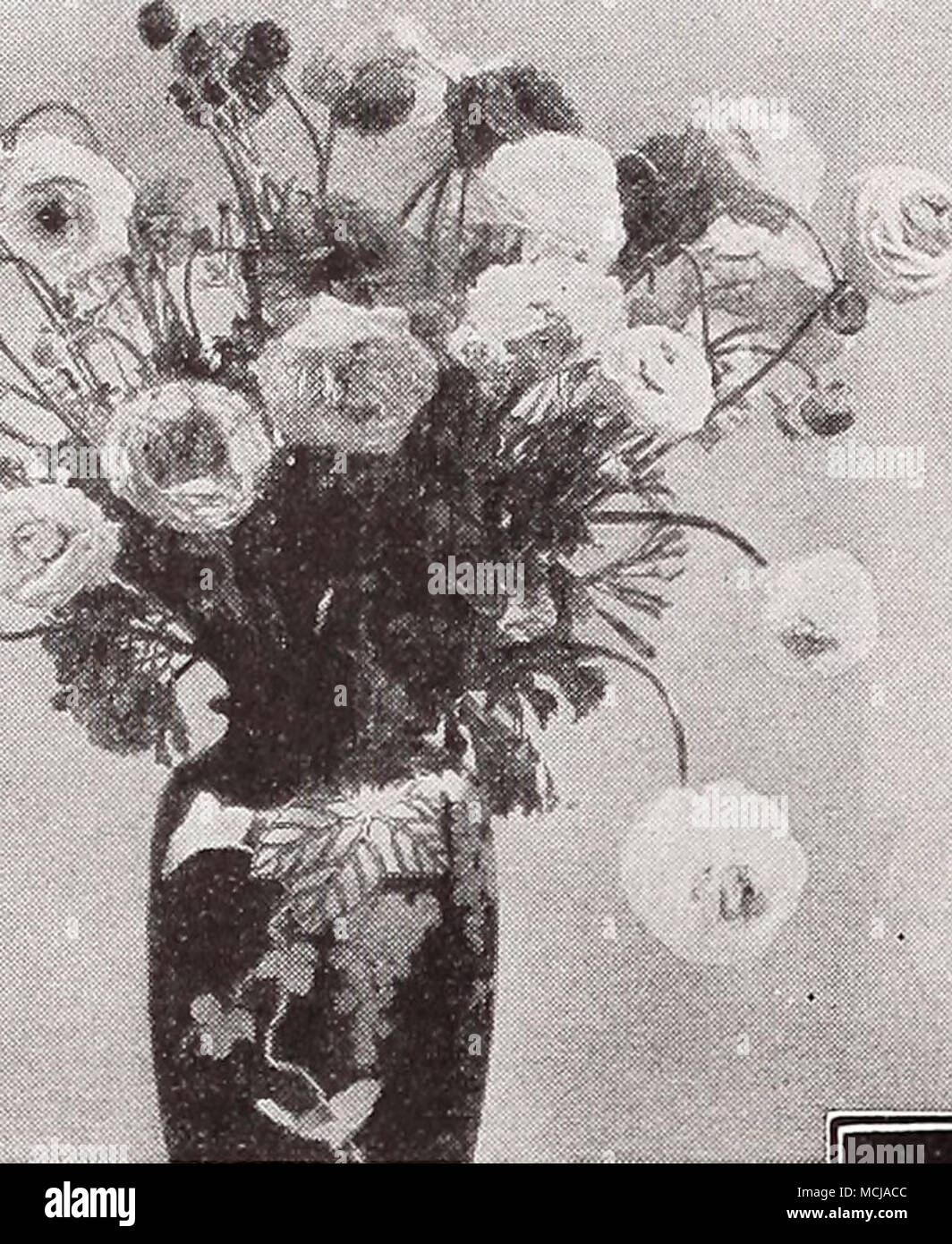 Miniature hyacinth hi-res stock photography and images - Alamy