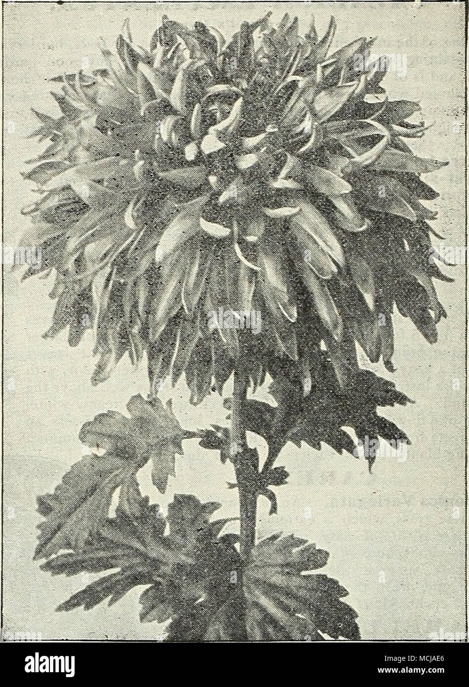 Dr hawk hi-res stock photography and images - Alamy