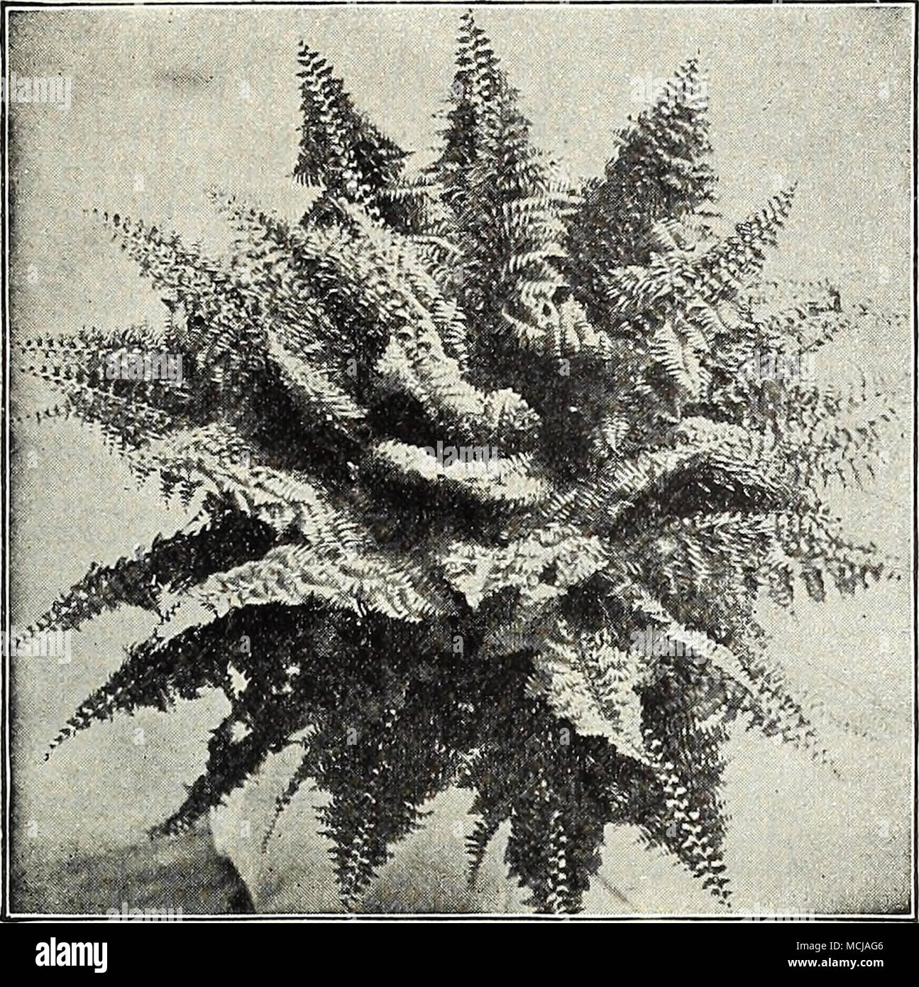 . Improved Ostrich Plume Fern. A Beautiful New Fern. PTERIS CHILDSII ...