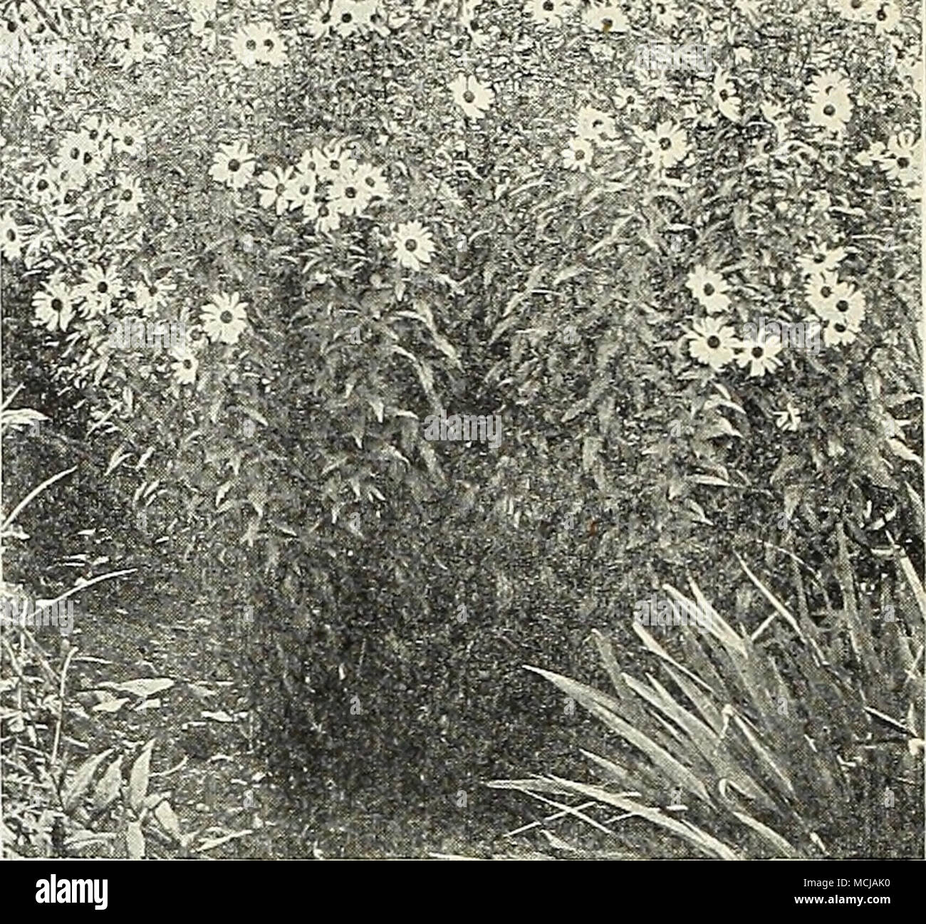 . RHKXIA (Meadow Beauty). 3856 Virginica. A pretty dwarf hardy ...