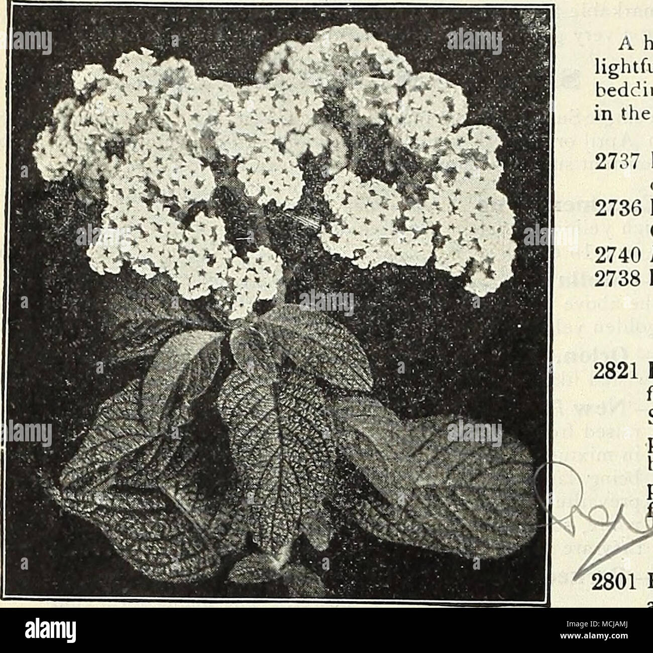 Double line moth hi-res stock photography and images - Alamy