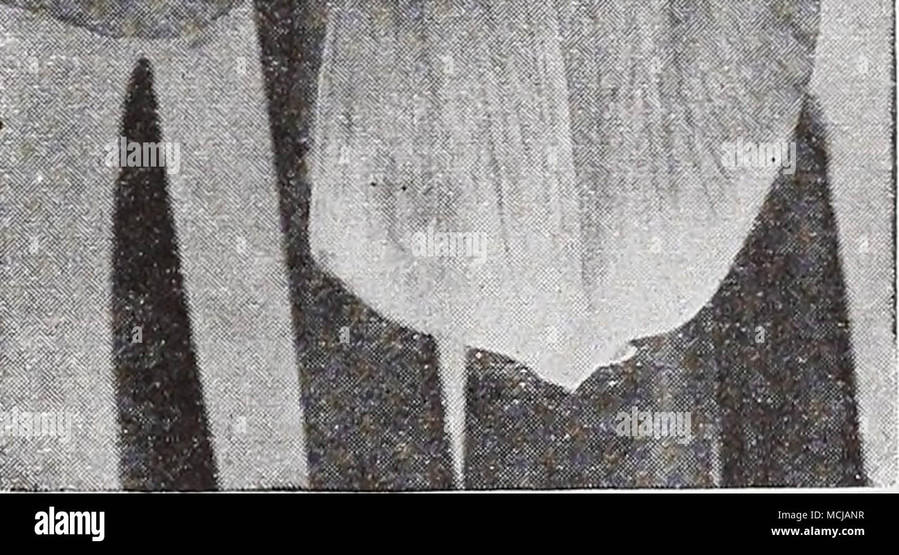 . Giant Trumpet Narcissus Robert Sydenham Giant Trumpet Narcissus ...