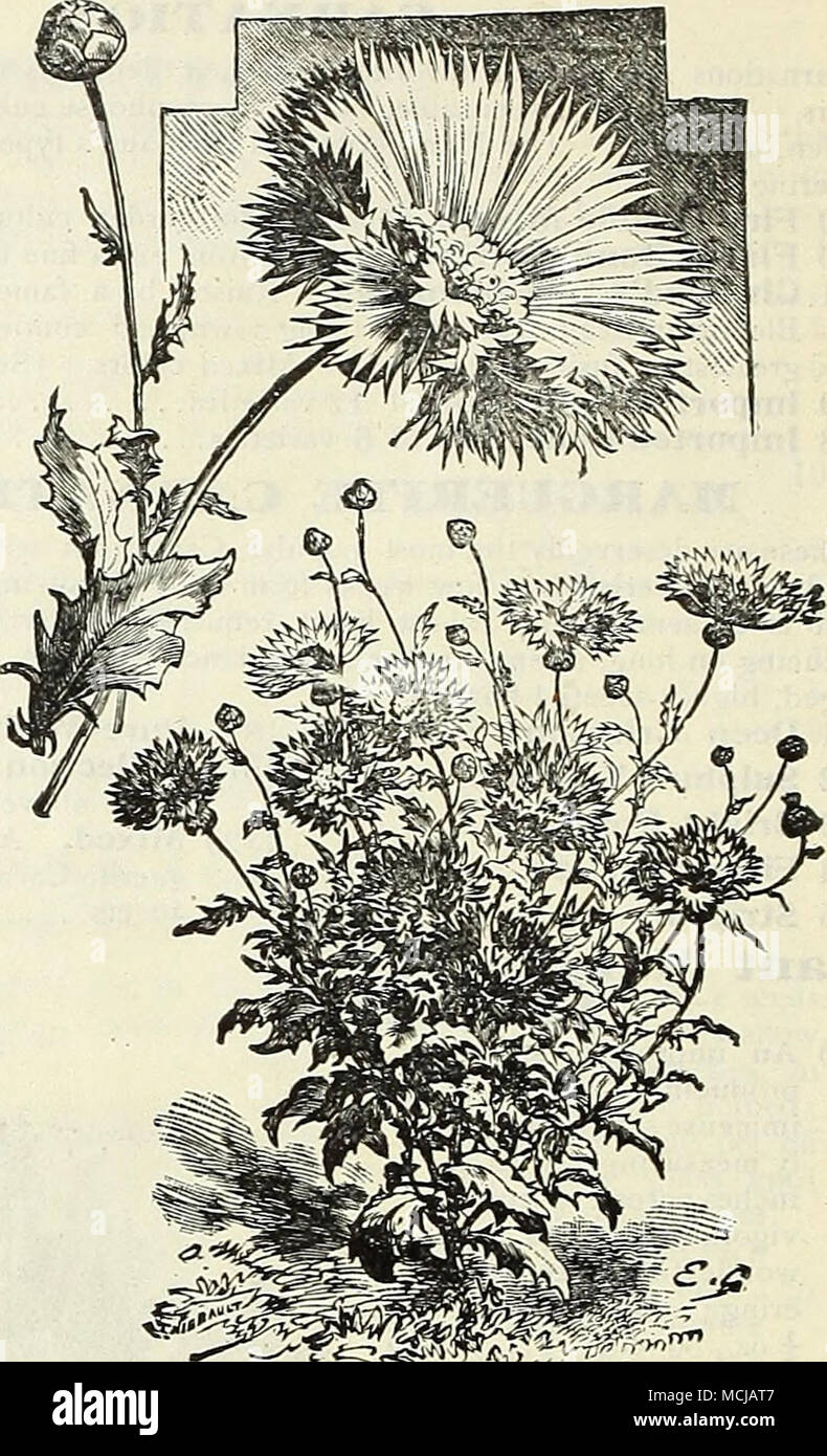 . Centaurea Cyanus. (Ragged Sailor or Cornfiower Stock Photo - Alamy