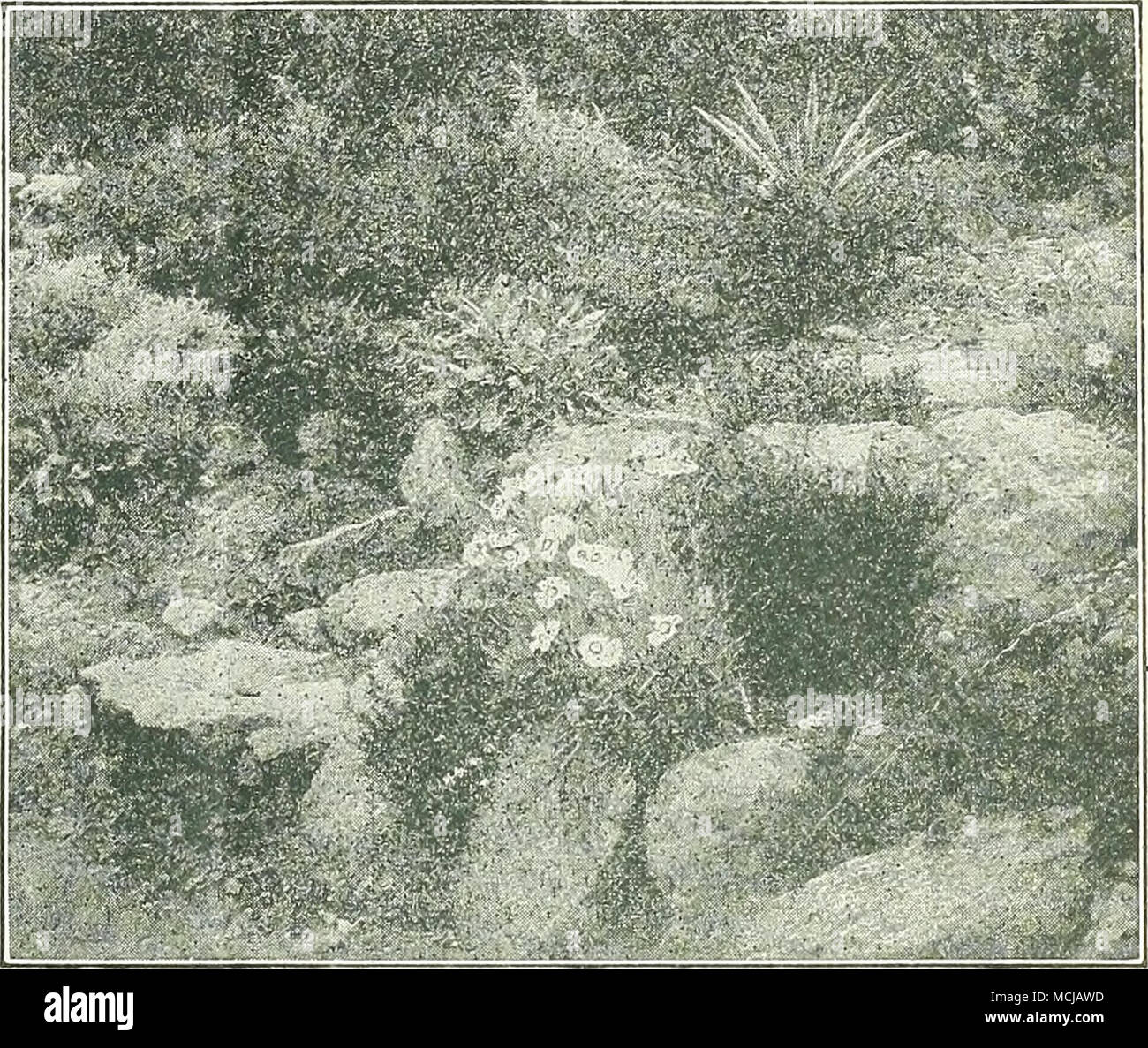 . A Pretty Little Rock Garden Twelve "Elxtra Choice" Hardy Perennials ...