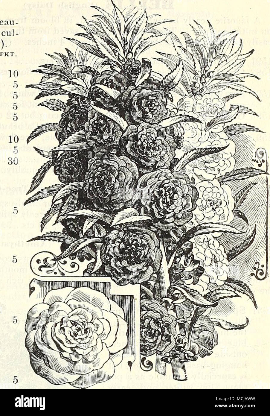 . Ornamental-leaved Beg^onia. 1566 Rex Hybrids, Beautiful varieties ...