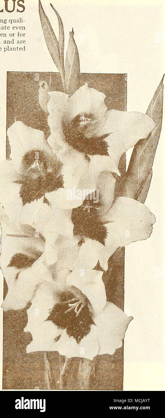 . spicuuiu apiivto witn laigt tApanutu uiuuiu^ the throat suffused with ...