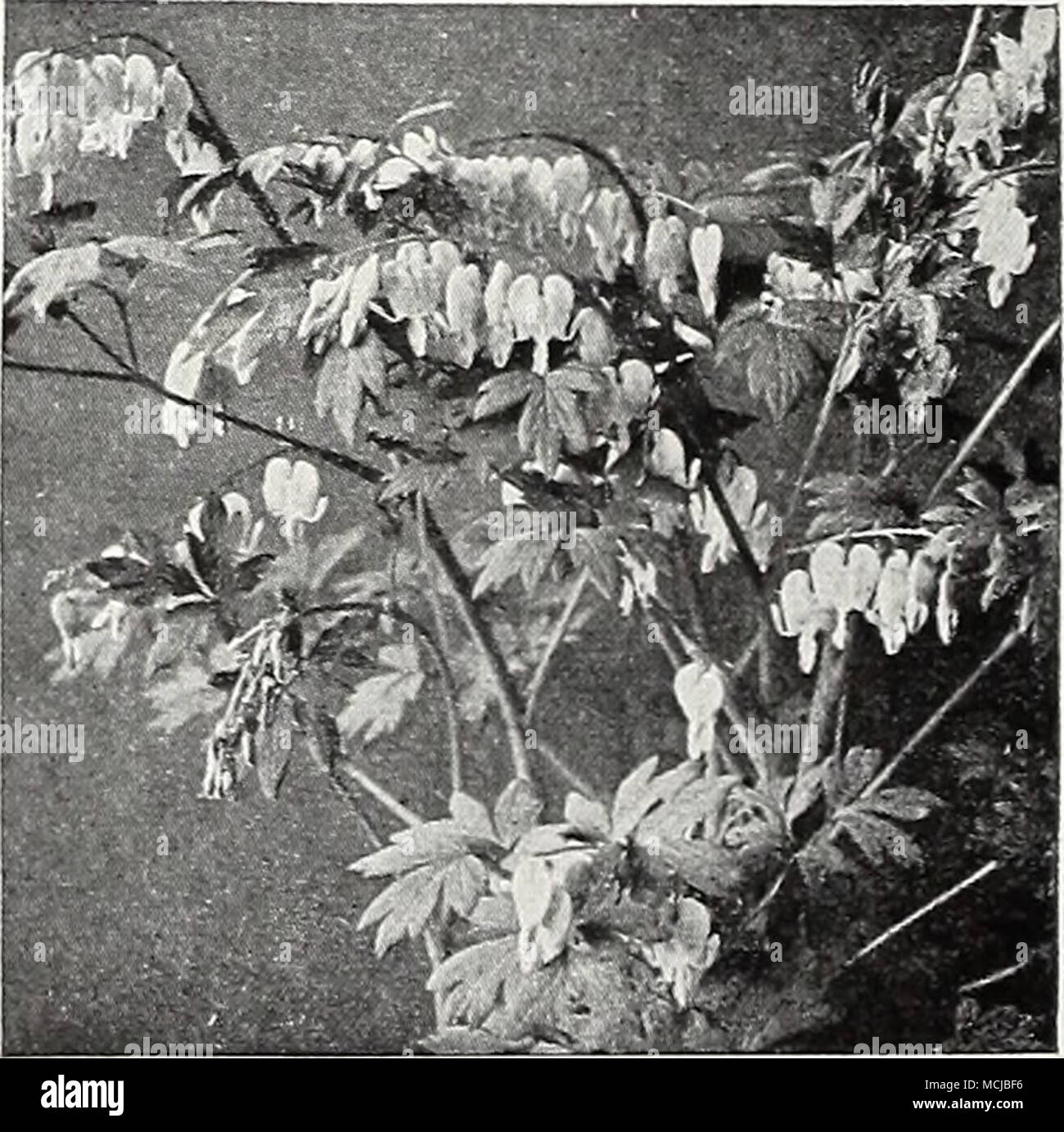 . Dicentra Spectabilis —Bleeding-Heart 46 Stock Photo - Alamy