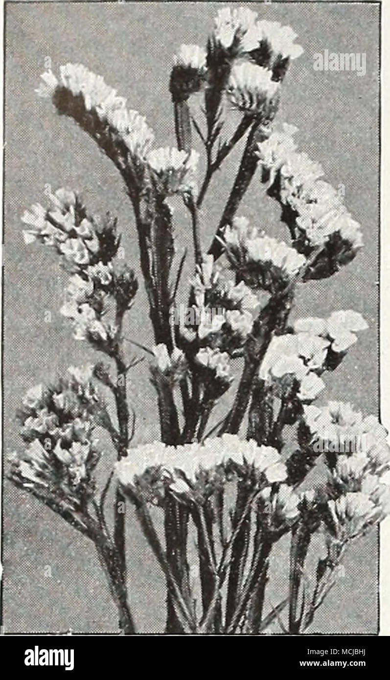 Arnnuai nnual STATICE Statice — Sinuata Showy flower clusters of strawy ...