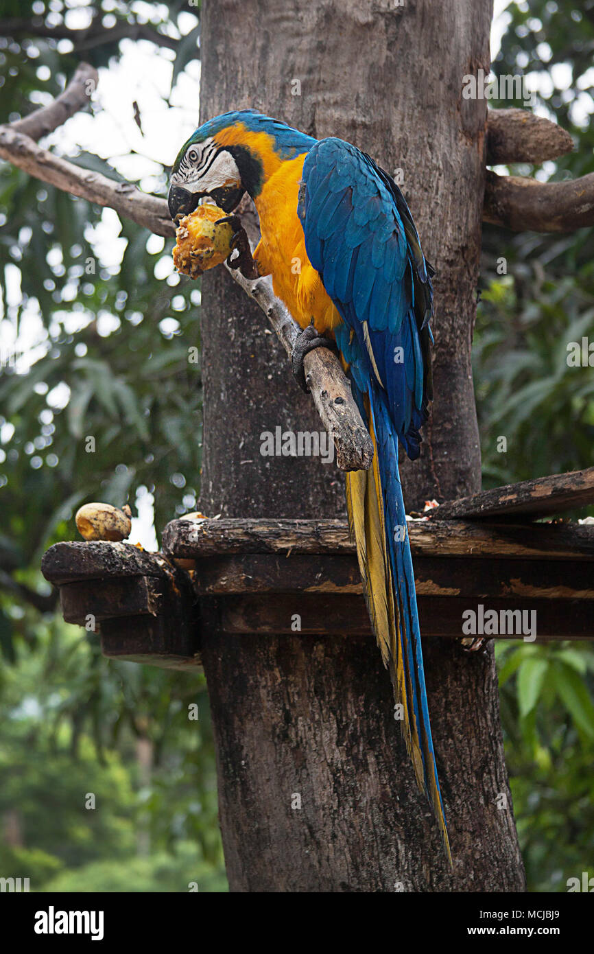 The blue-and-yellow macaw (Ara ararauna) also known as the blue-and-gold macaw. Venezuela ...