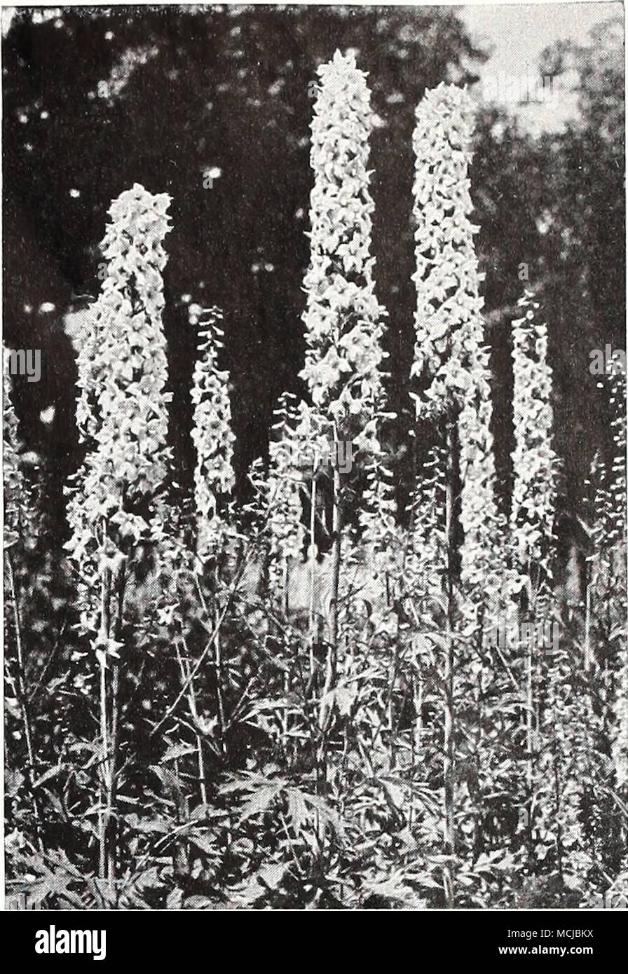 . Giant Pacific Delphiniums Deep rich blue. Pkt. 15(/-; Pacific ...