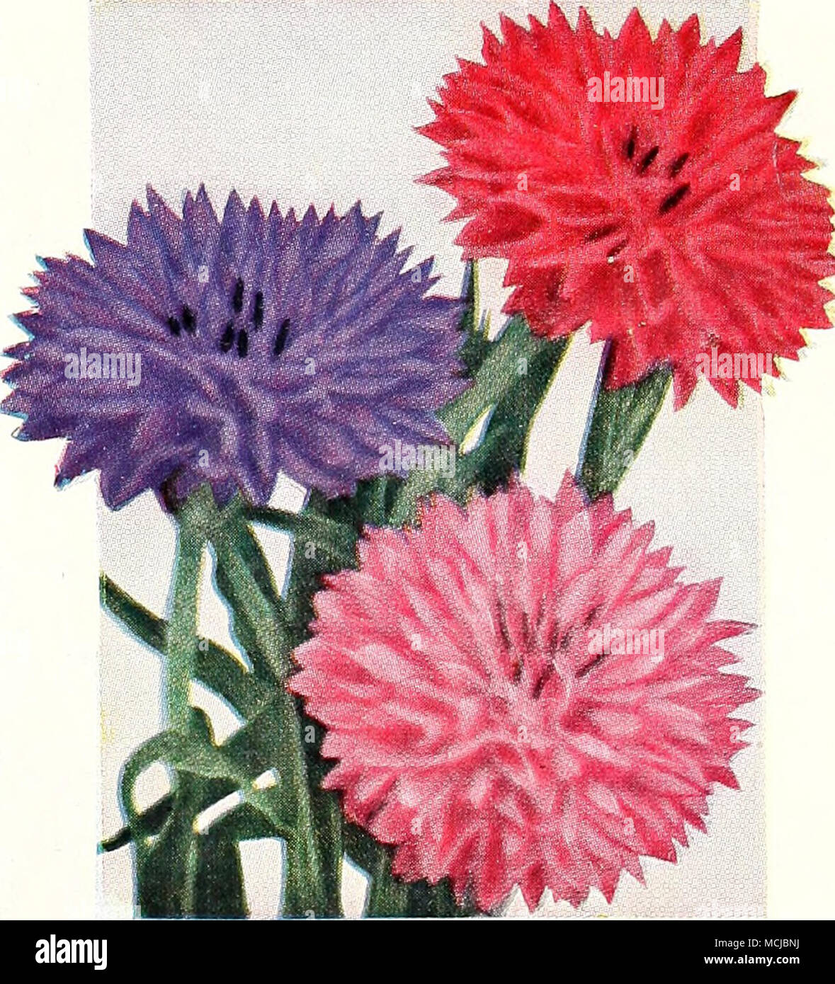 . Bachelor Buttons Stock Photo - Alamy