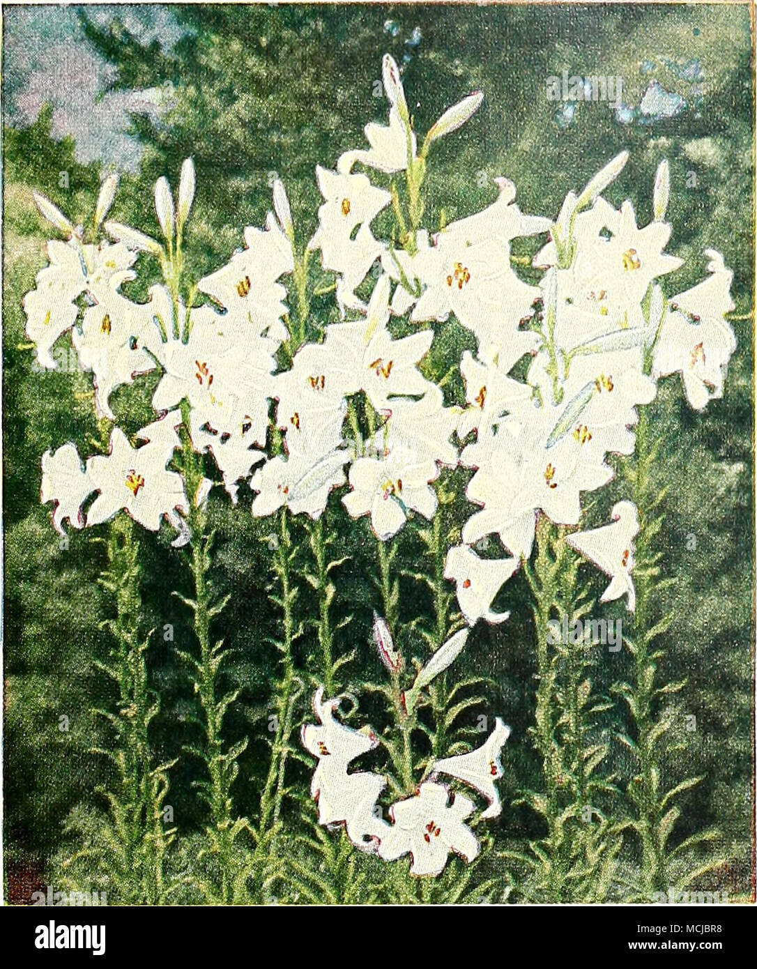 Lilium speciosum rubrum hi-res stock photography and images - Alamy