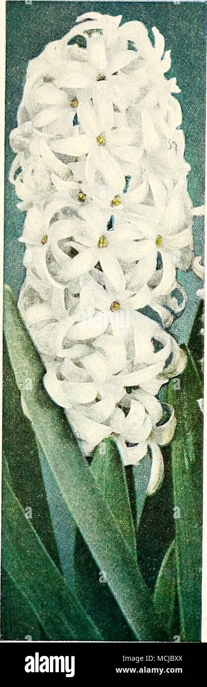 . ?SgfA^^ HYACINTHS Hyacinths are wonderful garden flowers whether ...