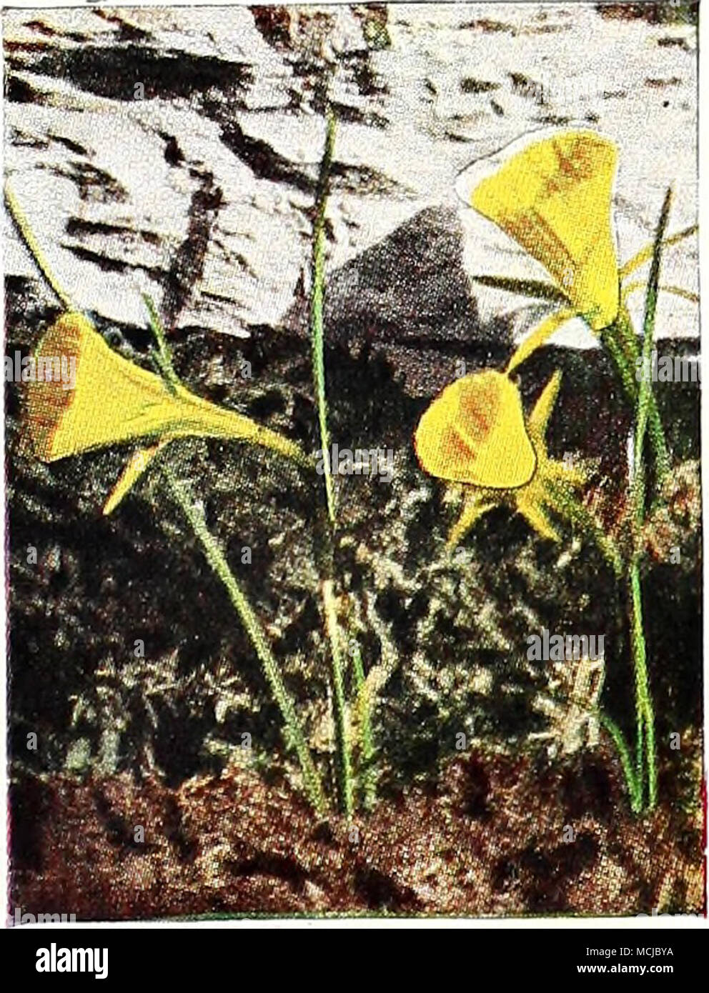 . TRIANDRUS ALBUS See pages 8 and 9 for Giant Trumpet Daffodils ...