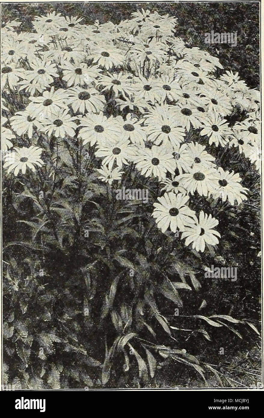 . Shasta Daisy Alaska CeraStiUlTl (Snow in Summer) PER PKT 1911 ...