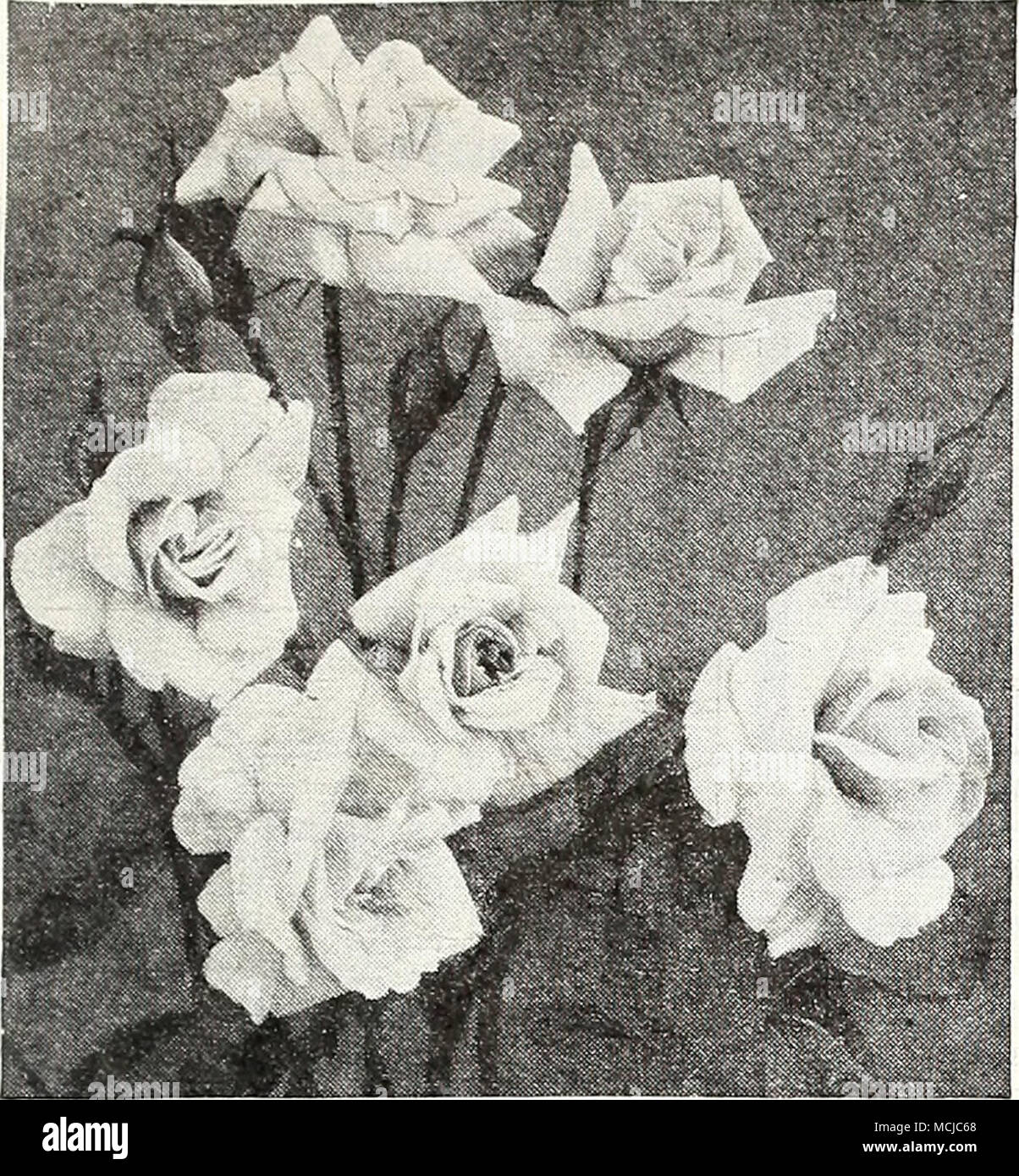 Cecile brunner rose hi-res stock photography and images - Alamy