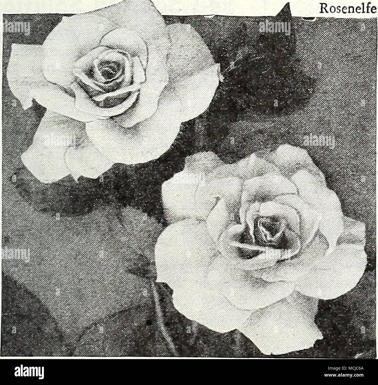 . Four Magnificent Hardy Climbing Roses Stock Photo - Alamy