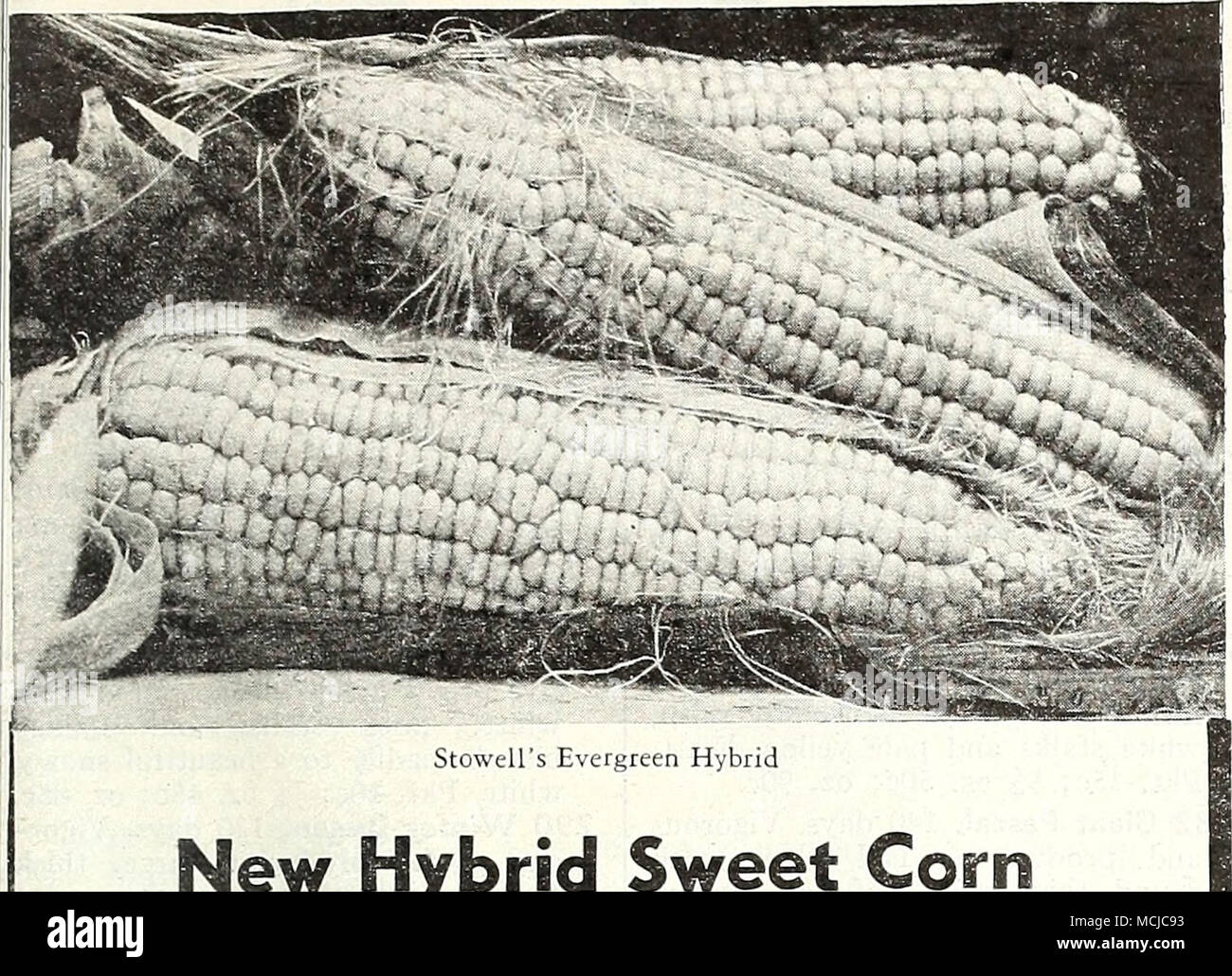 . New Hybrid Sweet Corn The new Hybrid Sweet Corns are a truly ...