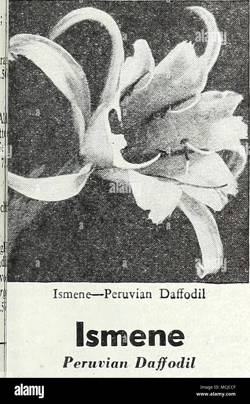. Ismene Peruvian Daffodil J7-082 Calathina. Large, fragrant, Amaryllis ...