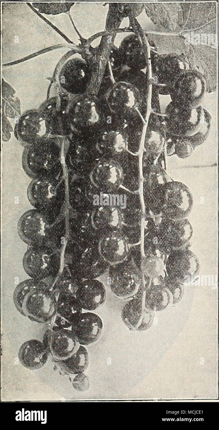 100 year grape hi-res stock photography and images - Alamy