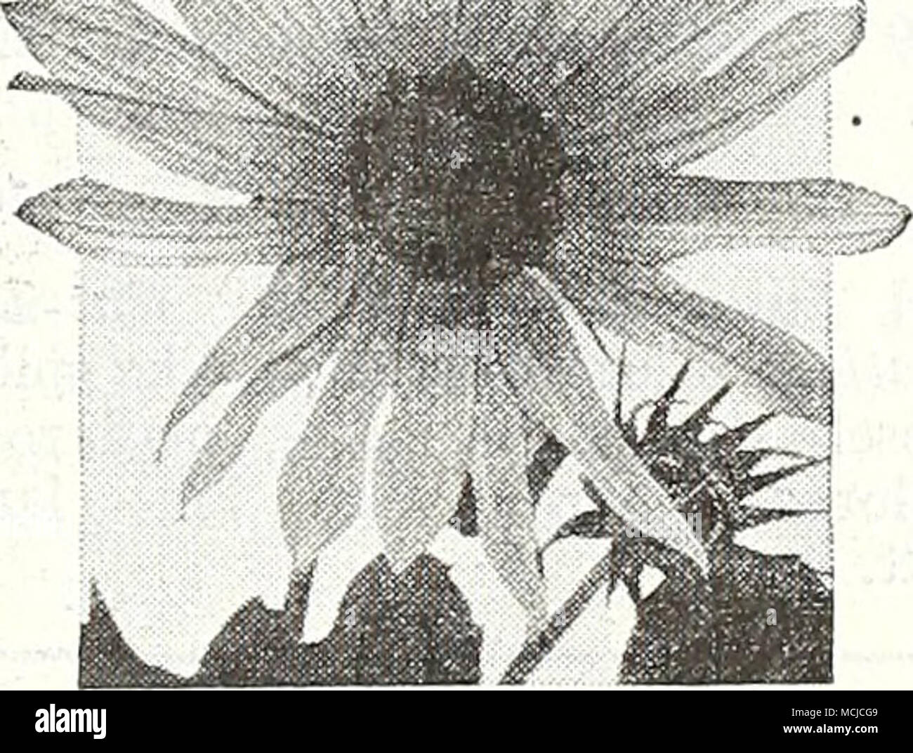. Sunflower, Stella ' Sunflower—HeUanthus ® 2575 Gerbera-Toned Mixed ...