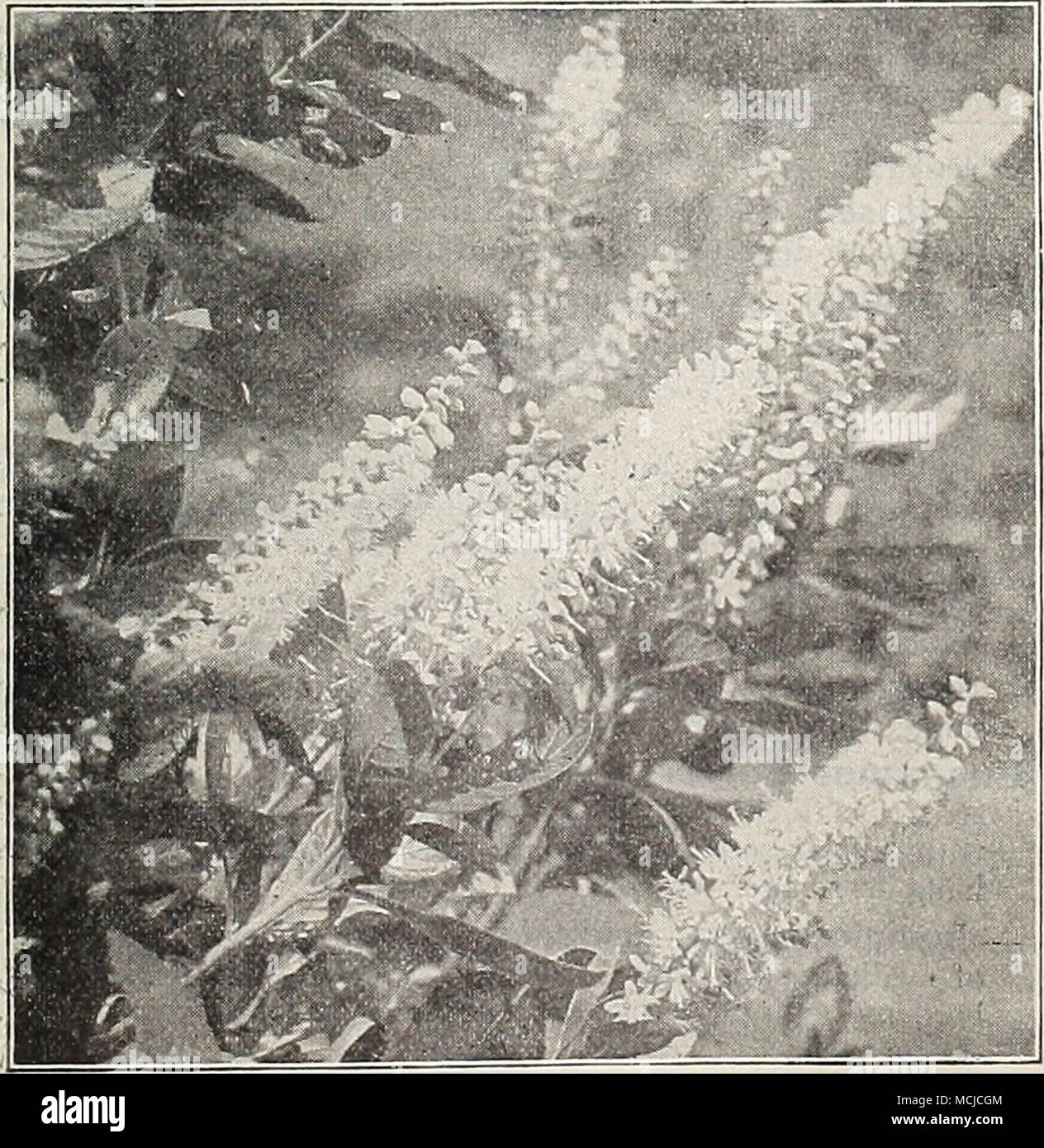 . Clethra Alnifolia (Sweet Pepper Bush). Buddleya. Clerodendron ...