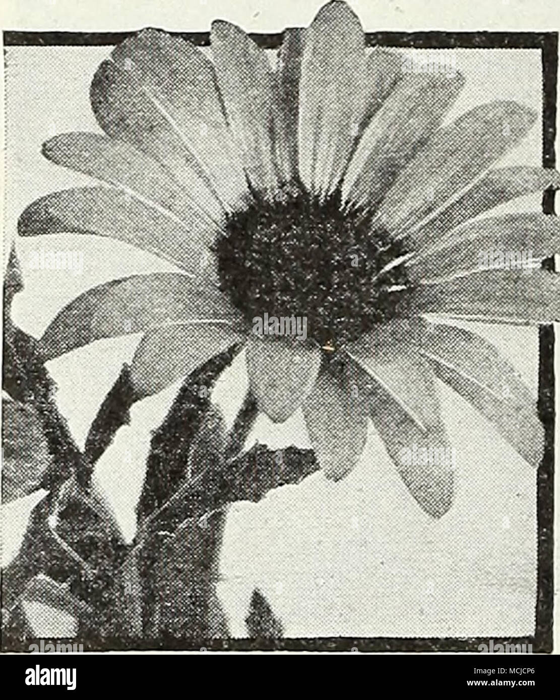 . Dimorphotheca aurantiaca Dimorphotheca ® A African Golden Daisy Cape ...