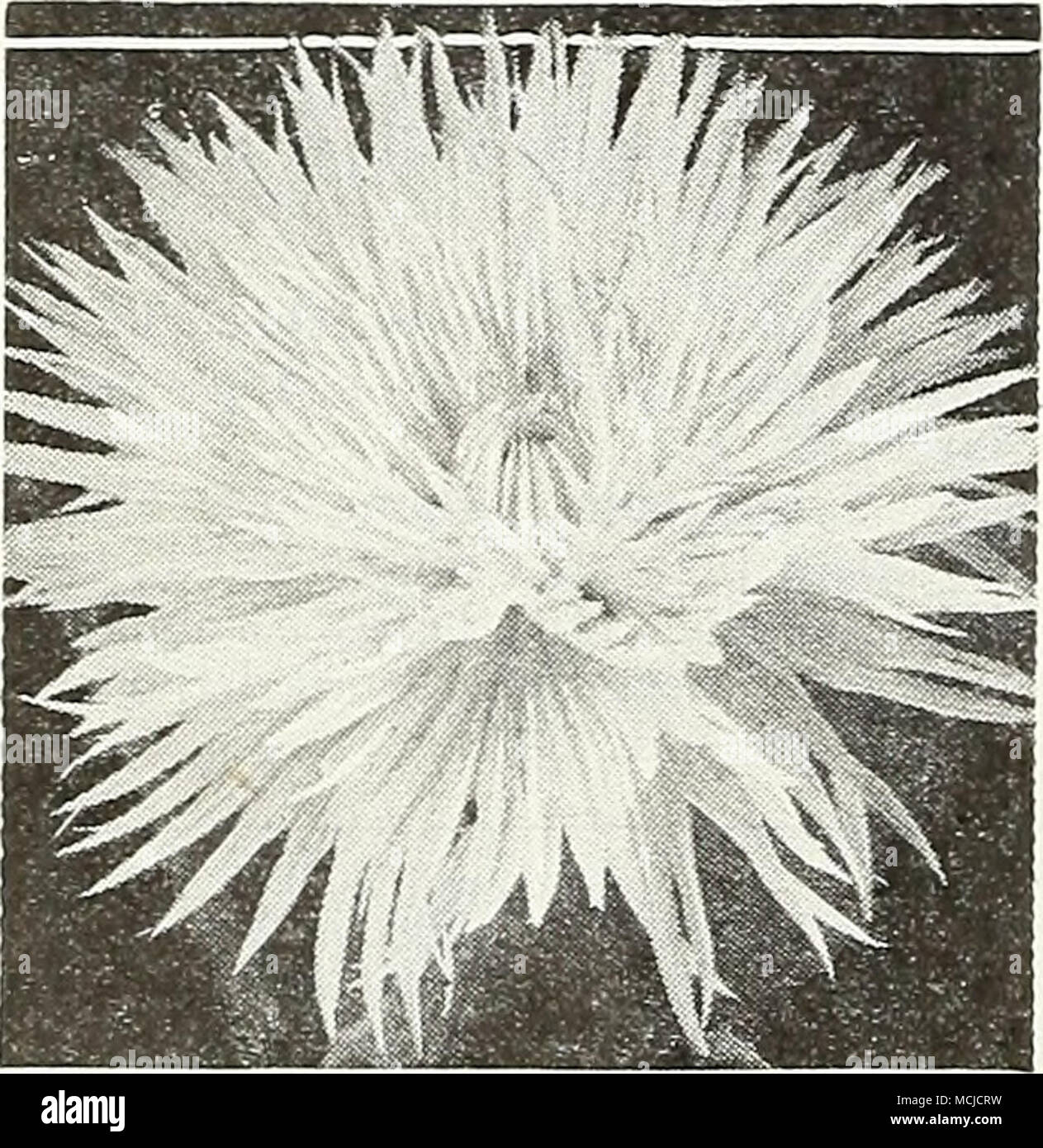 . Centaurea imperialis Royal Sweet Sultan ® Centaurea imperialis ...