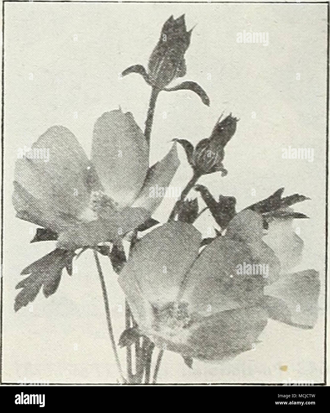 . Callirhoe—Poppy Mallow Callirhoe-Poppv Maiioic [hp] 1624 Involucrata ...