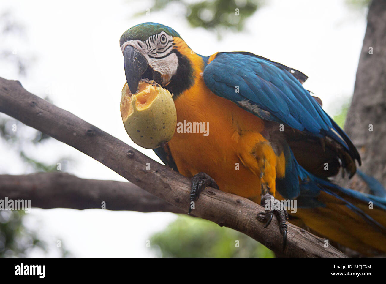 The blue-and-yellow macaw (Ara ararauna) also known as the blue-and ...