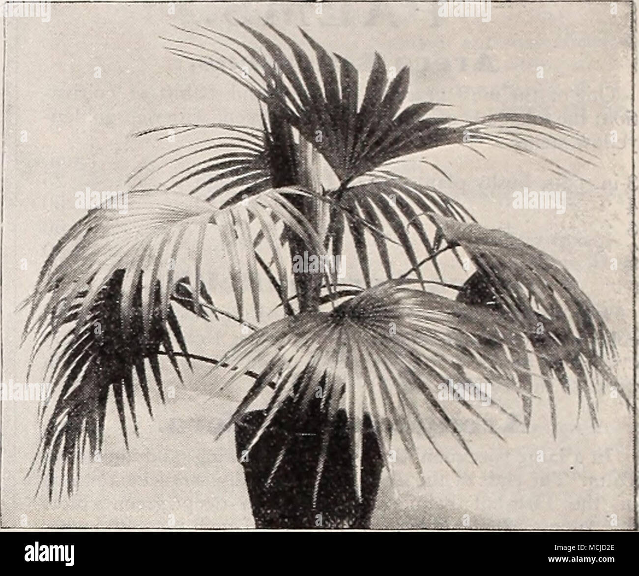 Fan leaved palm tree hi-res stock photography and images - Alamy