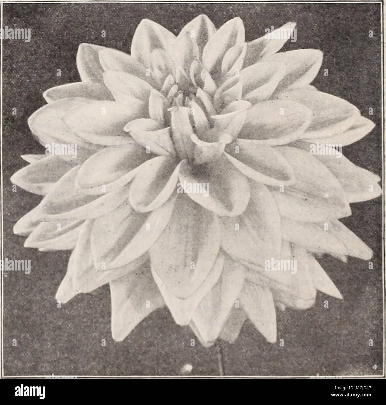 . Dahlia, Mm Va> THE NEW QUILLED SHOW DAHLIA "DRELRS WHITE" is very ...