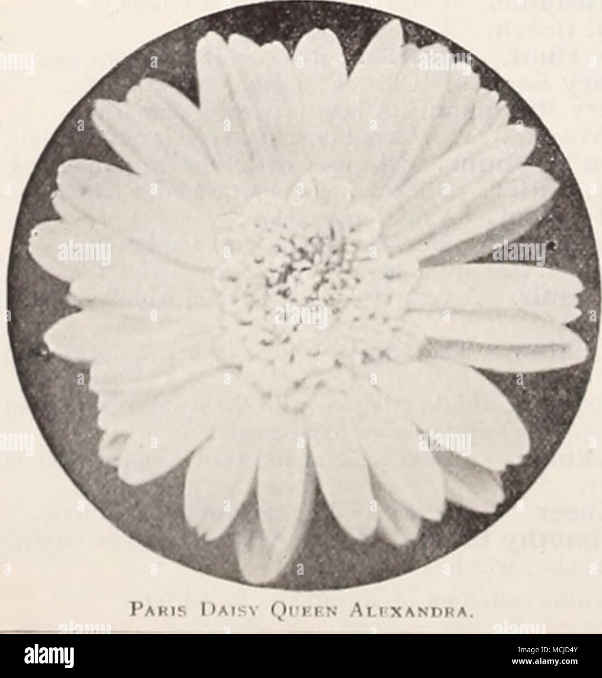 Chrysanthemum gladys flowers hi-res stock photography and images - Alamy