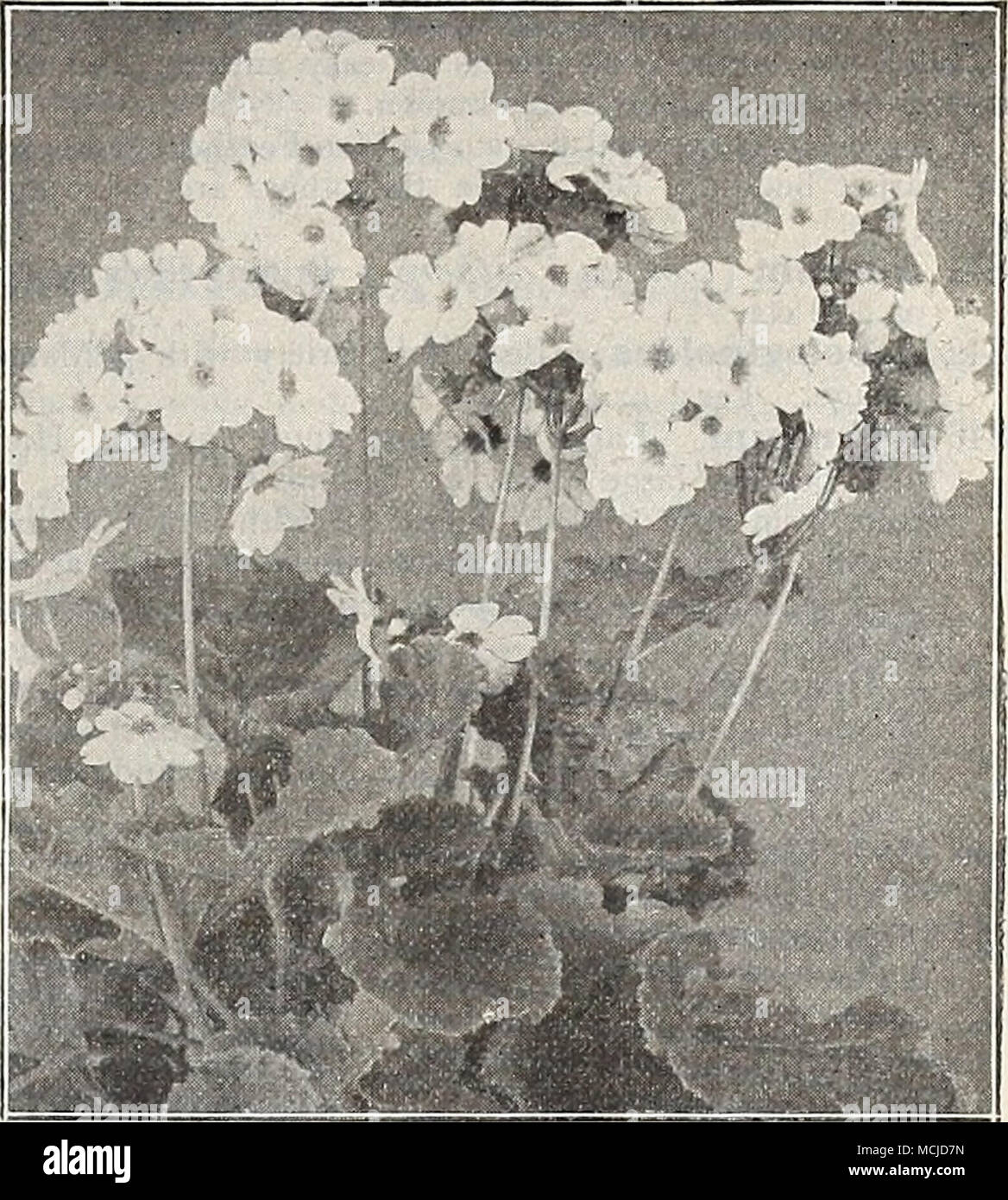 . Primula Obconica Grandiflora. VARIOUS PRIMULAS. The following ...