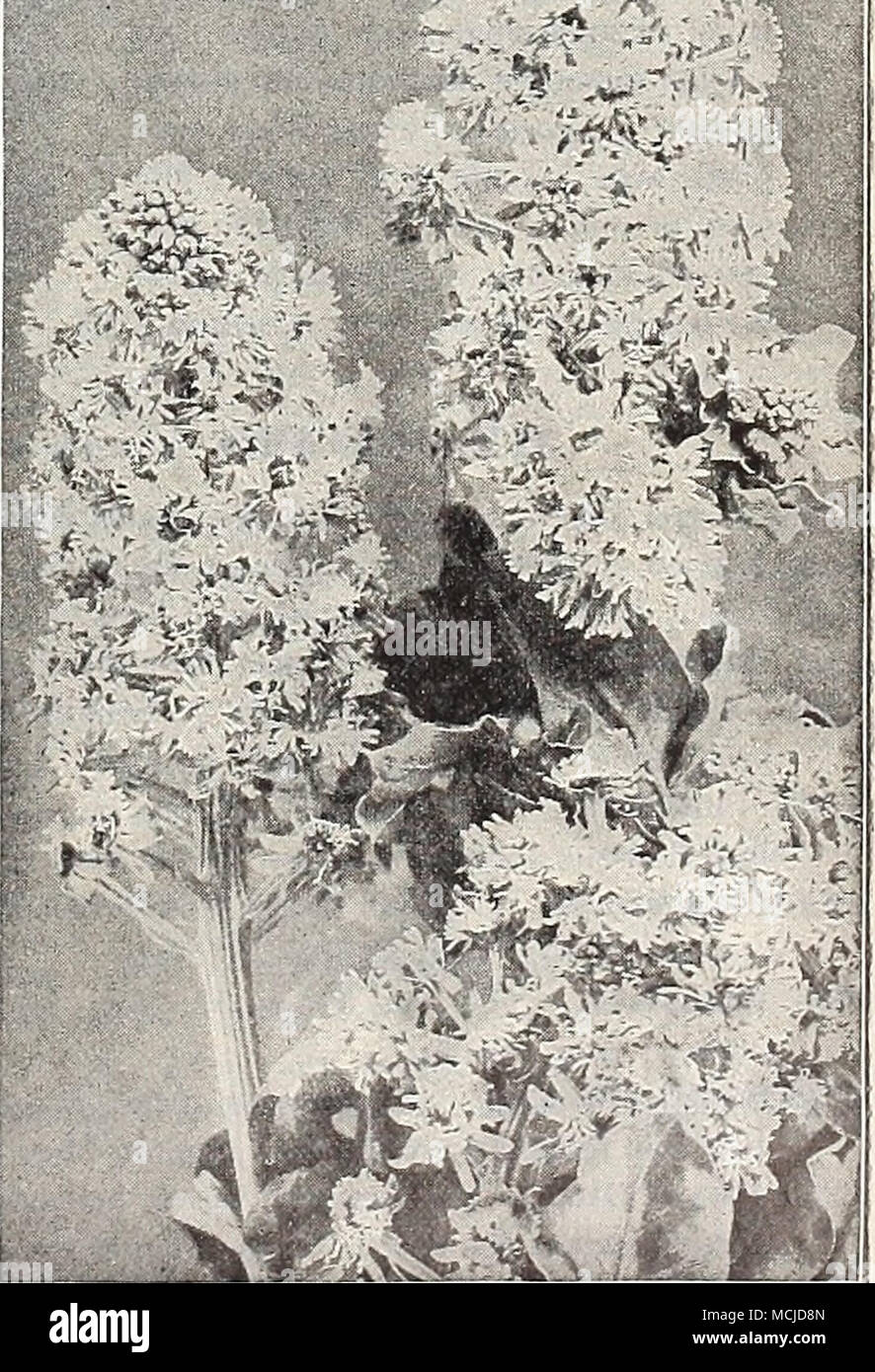 . Defiance Mignonette. A complete index of the Botanical and Popular ...