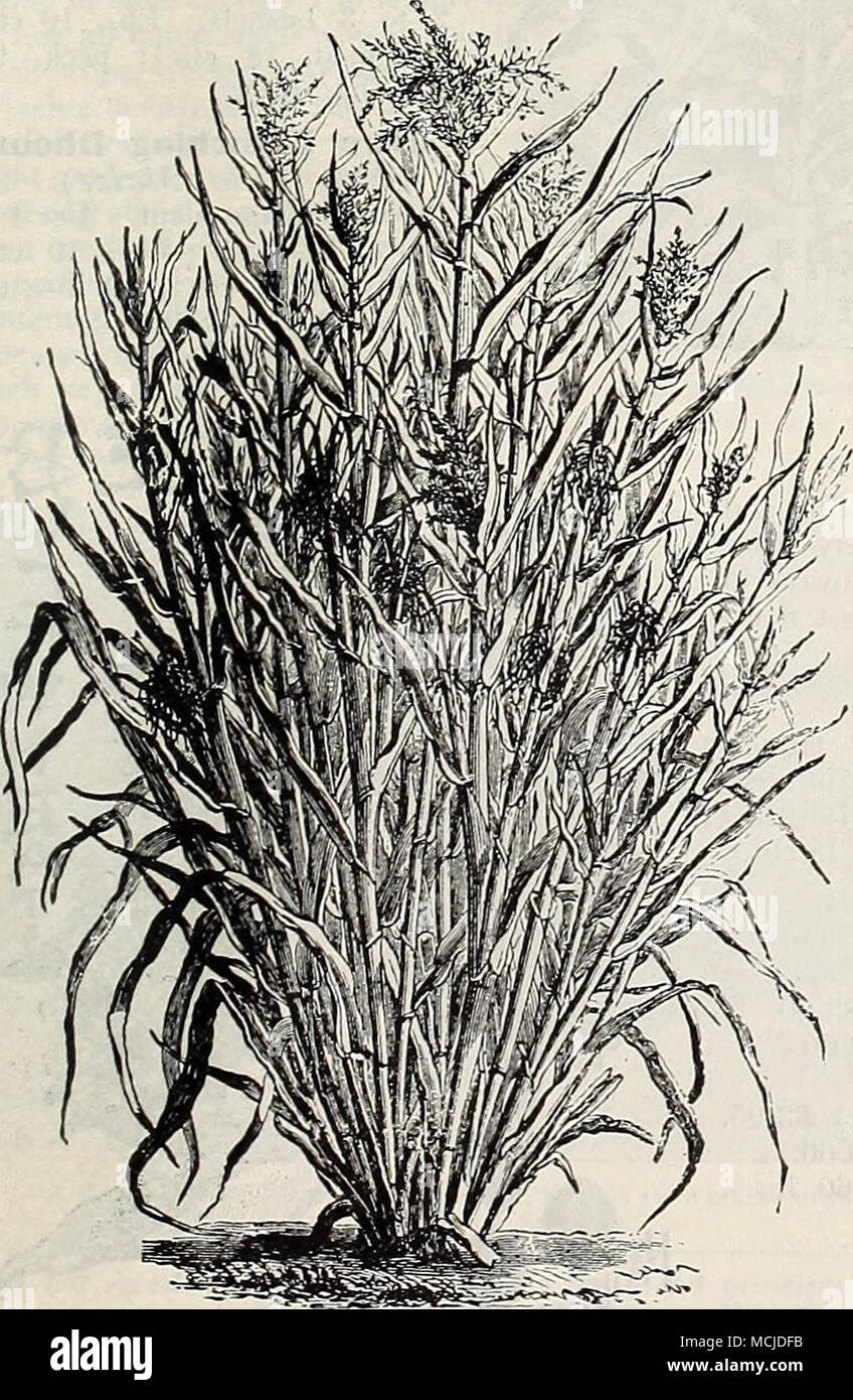 Teosinte Drawing